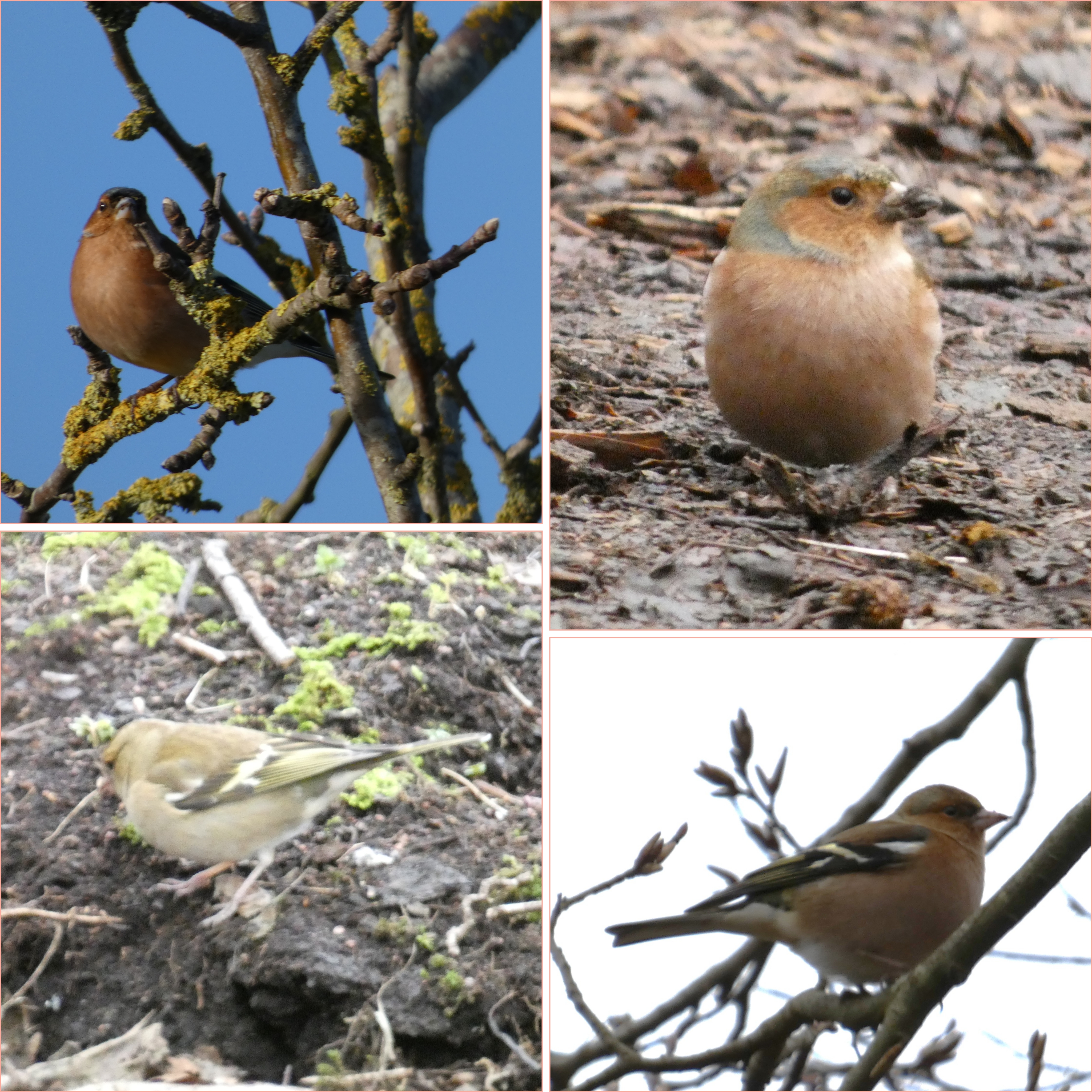 Soort van dag 80: vink – Ineke Bams