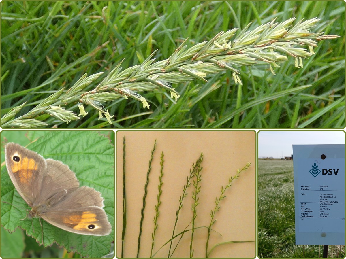 Soort van dag 166: Engels raaigras – Ineke Bams
